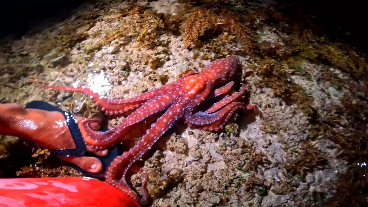 Gumagapang sa walang dagat - YouTube