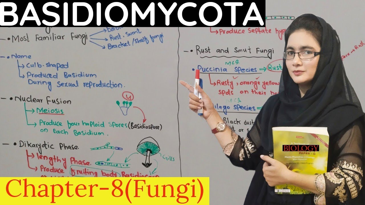 Basidiomycota | Basidiomycota class 11 | Culb-Fungi | urdu+ hindi - YouTube