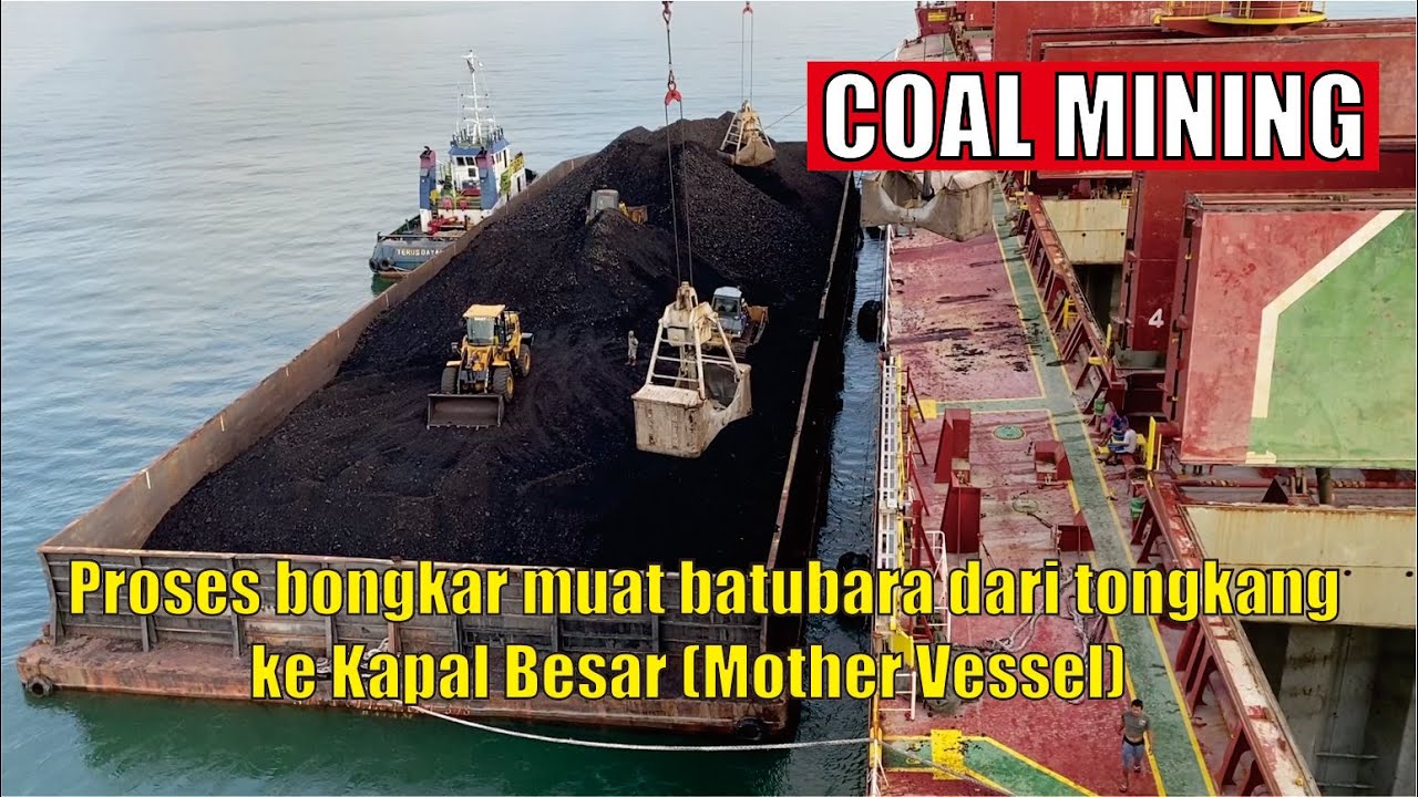 proses bongkar muat batubara dari tongkang ke kapal besar mother vessel ...