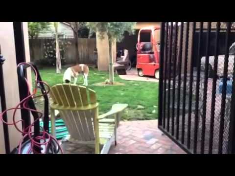 Bad dog Max - YouTube