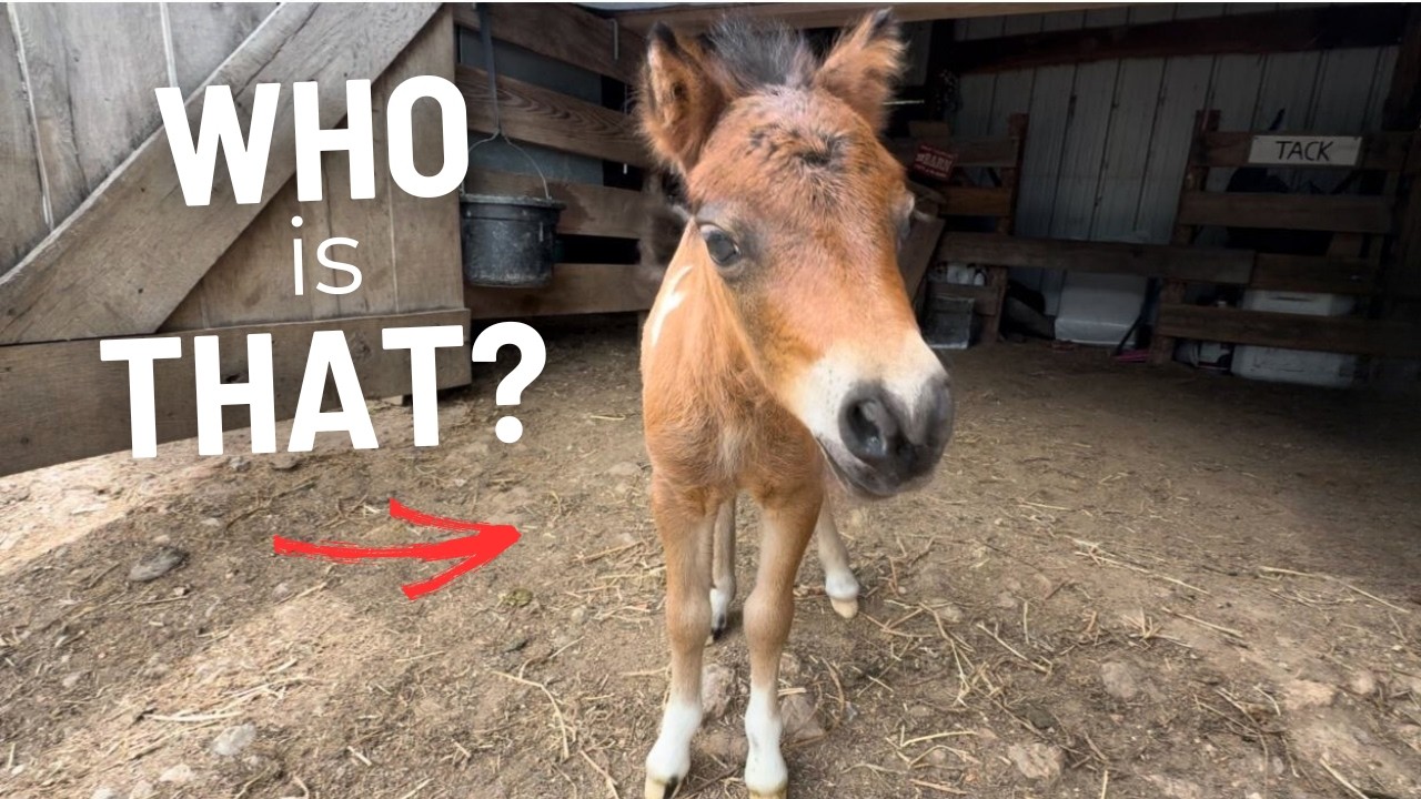 Our Hilarious Mini Foal Shocks The Herd! - Donkey's Reaction Is ...