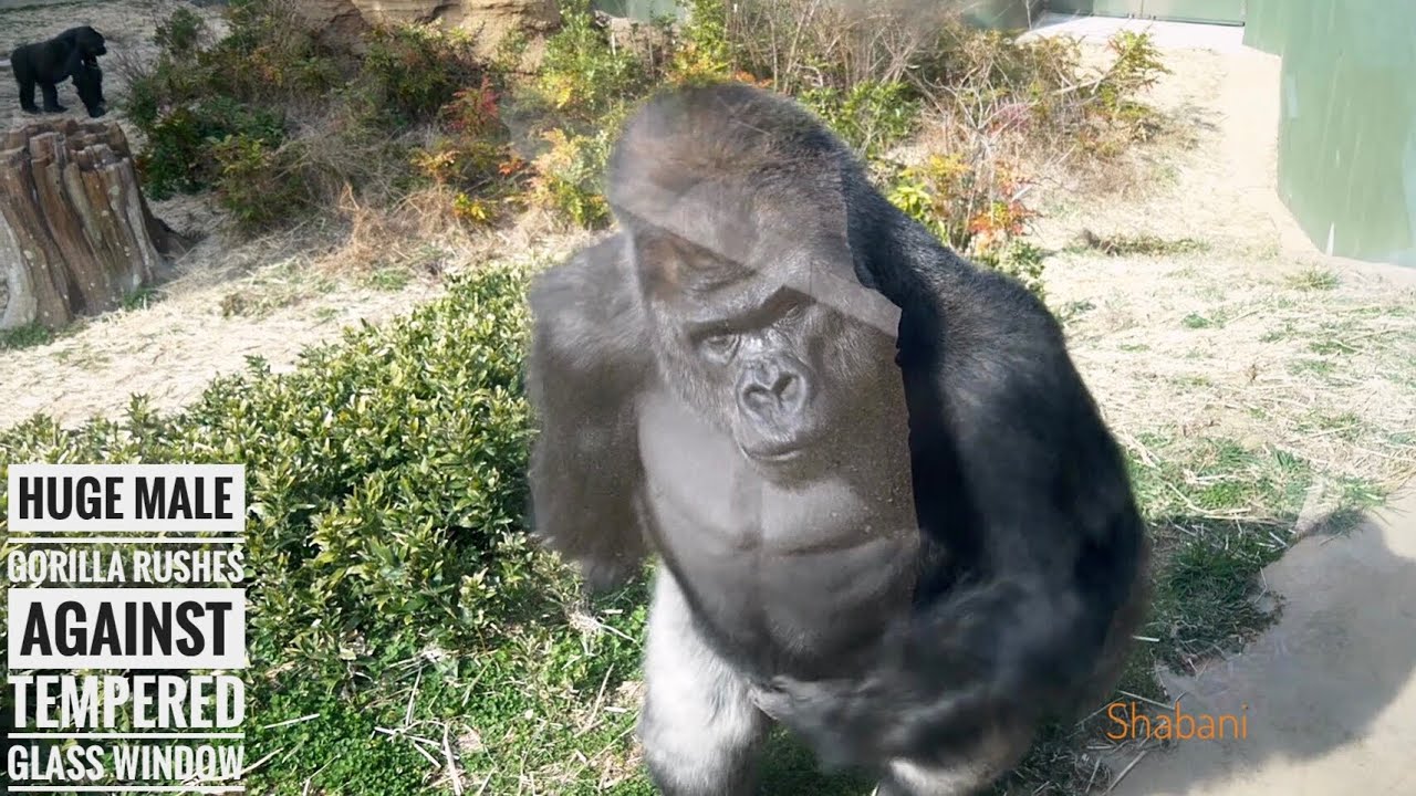 Huge Male Gorilla Rushing Against Tempered Glass Window | Shabani ...