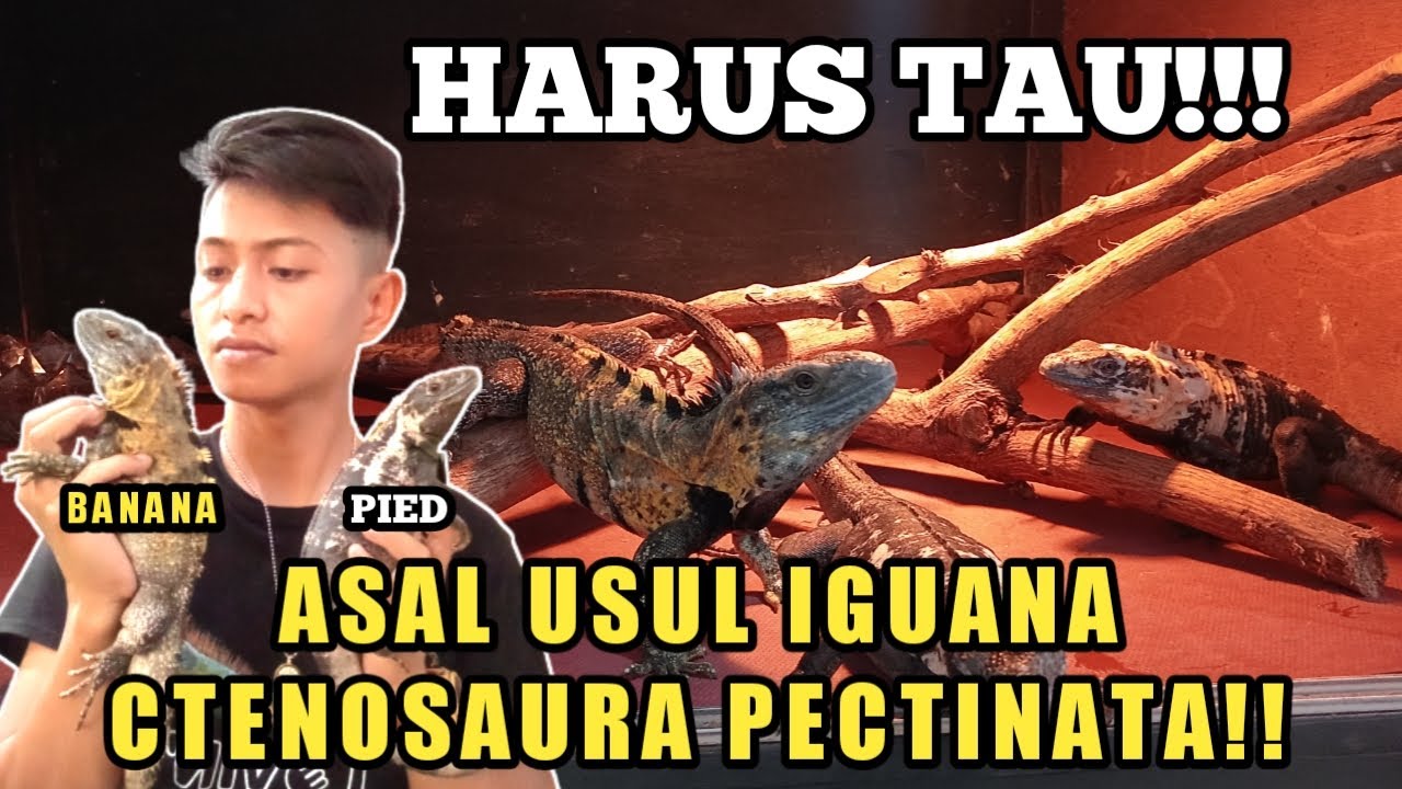HARUS TAU!!! IGUANA CTENOSAURA PECTINATA WARNA WARNI LOH!!! ( Banana ...
