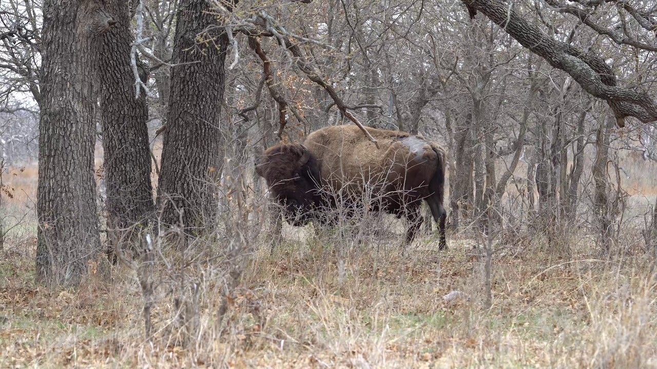 Buffalo shedding their winter fur. - YouTube