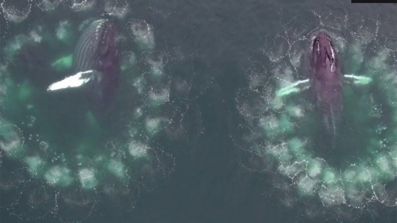 Drone discovery: humpback whales create "bubble cages" to trap prey ...