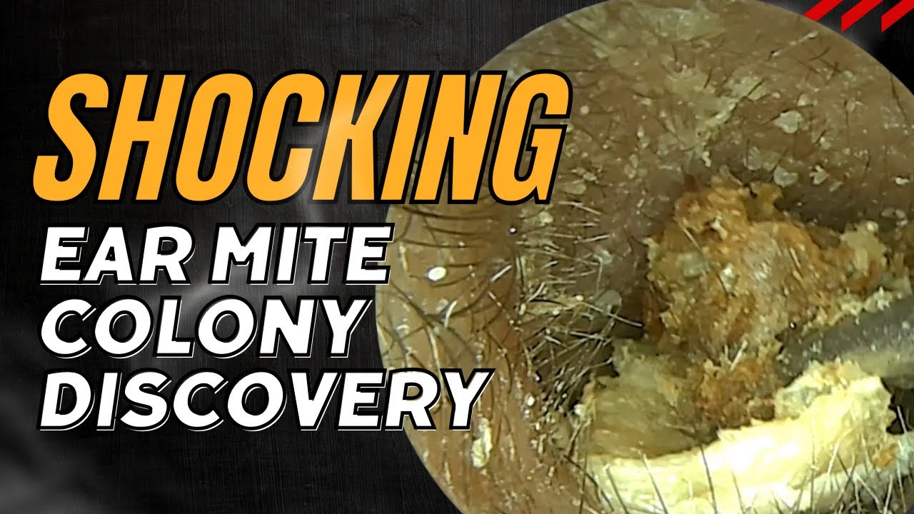 Shocking Ear Mite Colony Discovery 😮 - YouTube