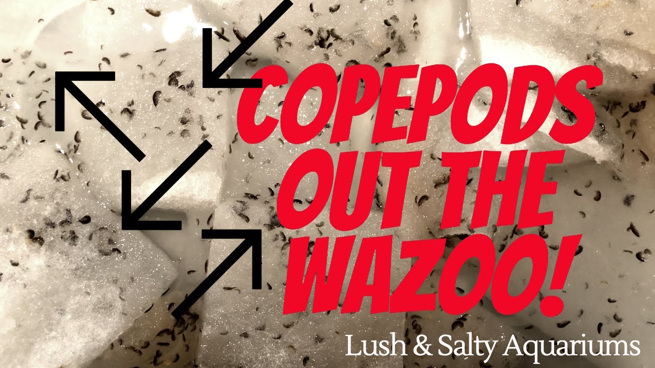 How to: Feeding live copepods to Mandarin Goby /Saltwater Fish - YouTube