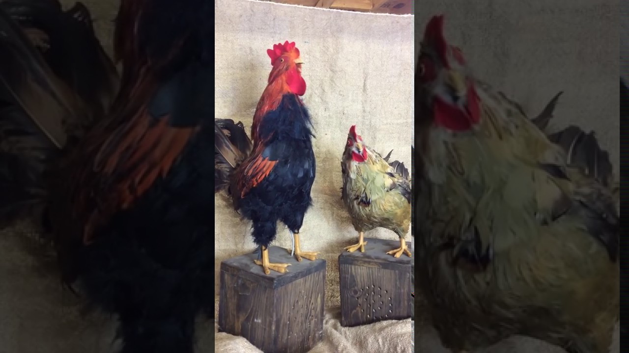 Louie & Lucille-- The Talking Rooster & Chicken - YouTube
