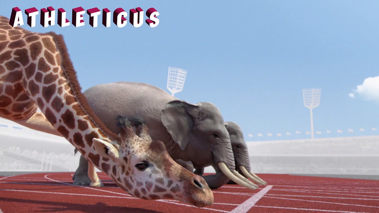 GOOD SPORT 🏆 Athleticus | Sport animals | Cartoon in English - YouTube