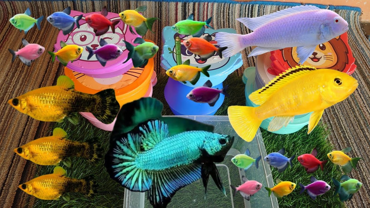 Unboxing and playing with fish, there are glowfish, zebra fish, comet ...