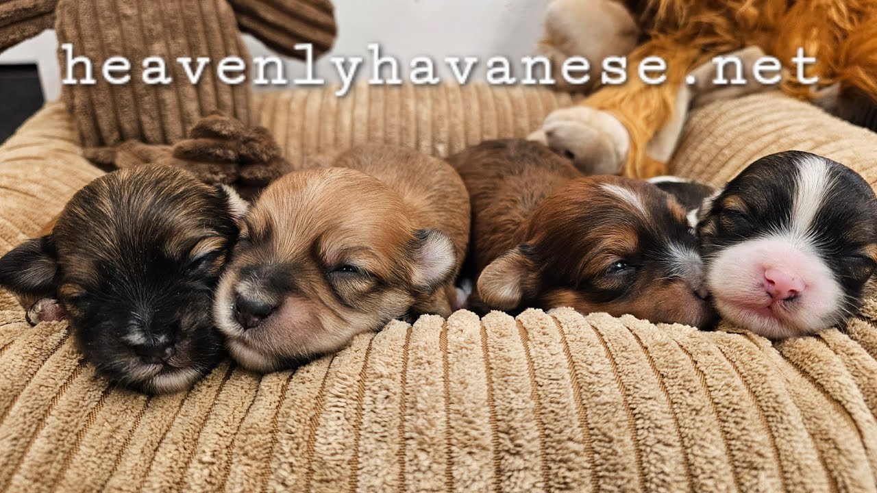 Carlys Litter Born 2-7-25. This is what 2 week old Heavenly Havanese™️ ...