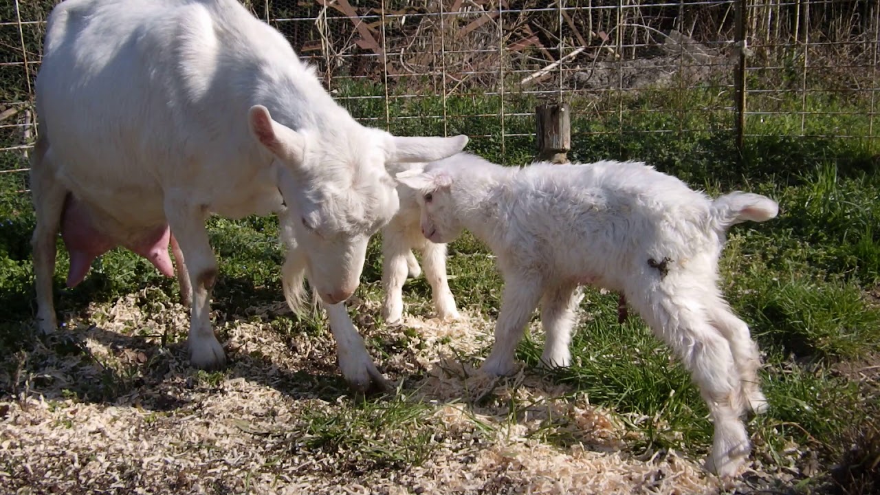 GO GO GOAT! 157 Hello, kids! - YouTube