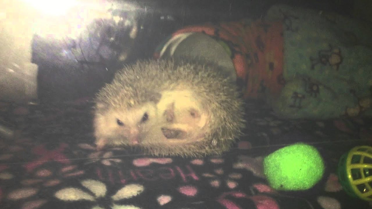 CUTE PREGNANT HEDGEHOG! 07/16/15 - YouTube