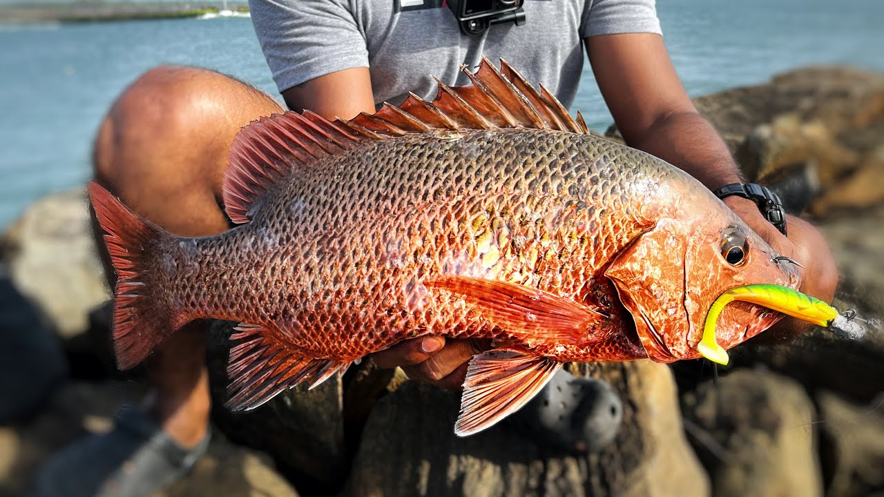 The SNAPPER Hunt - YouTube