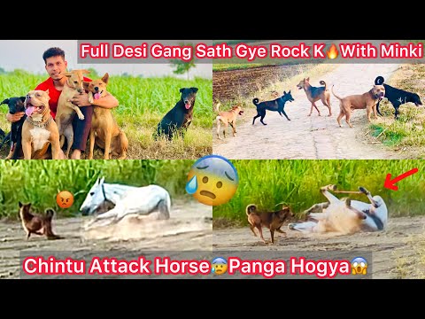 Pure Desi Gang Rock K Sath Hogye🐶Dogs Vs Horse🐴Attack Kardiya😰Panga Hogya