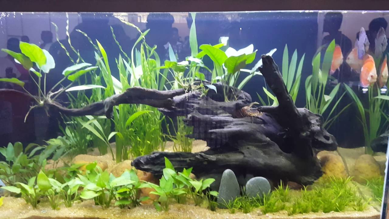 Min Visithuru 2016 - YouTube