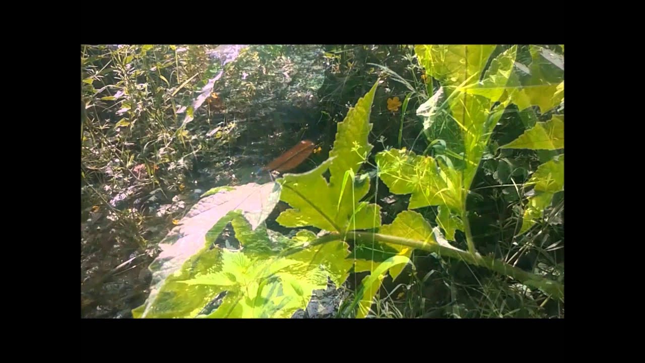 Along the Trek ~ Cullenagh Stables - YouTube