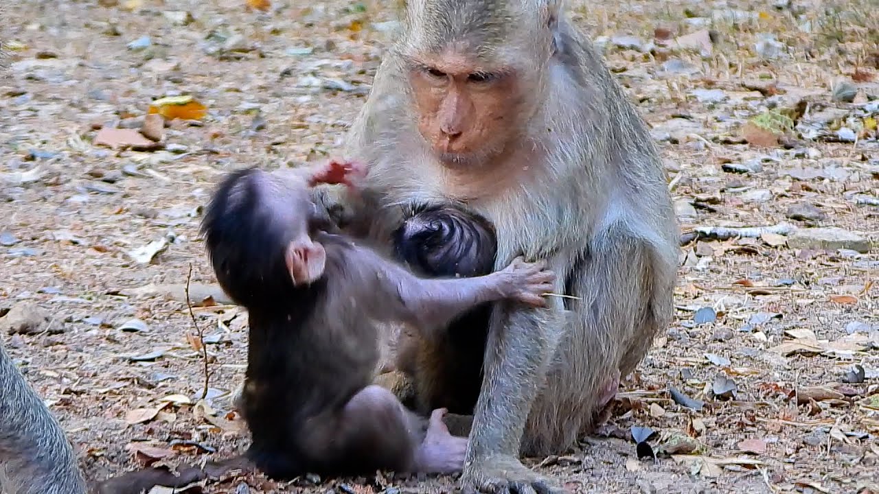 Momma Mariel Monkey and Her Baby Monkey Meeko - YouTube