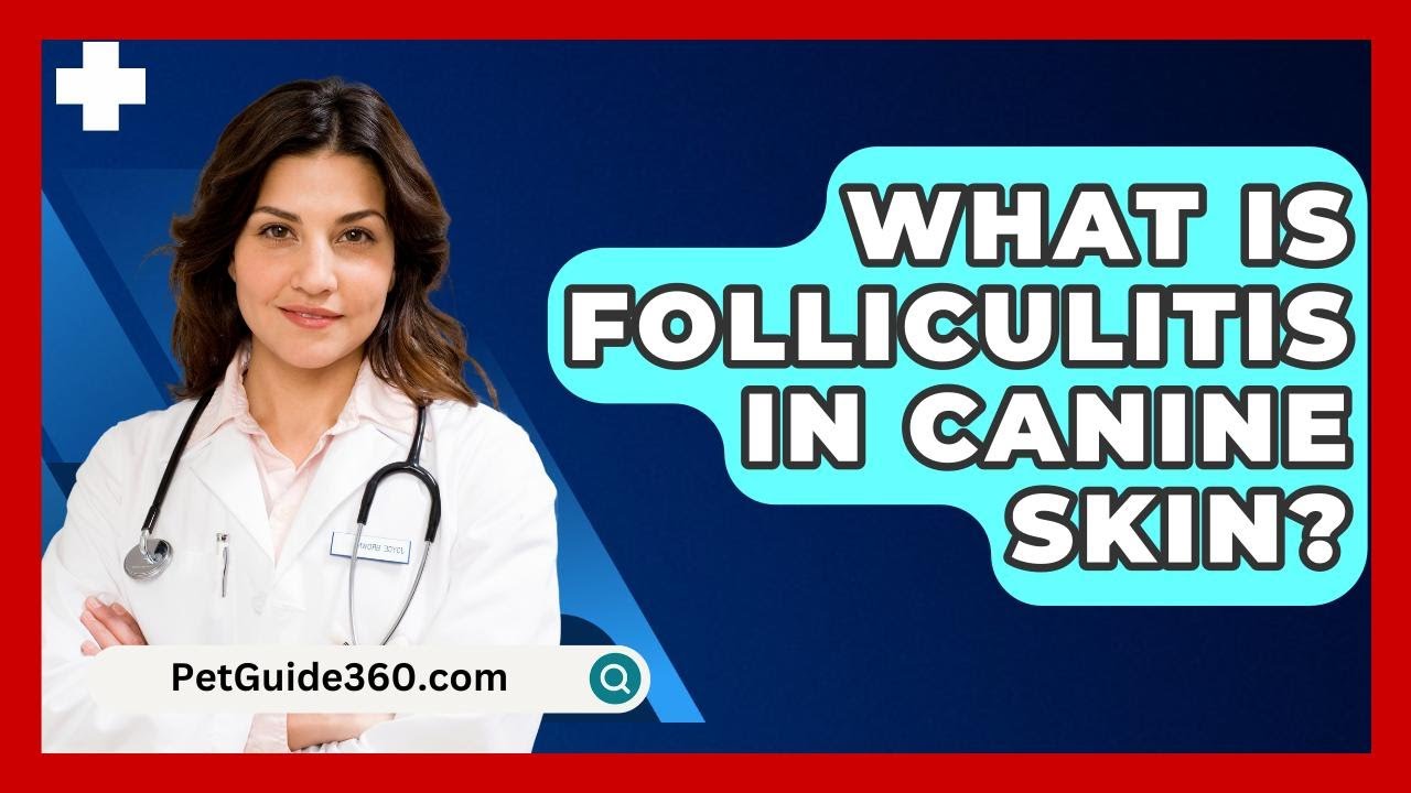 What Is Folliculitis In Canine Skin? - PetGuide360.com - YouTube
