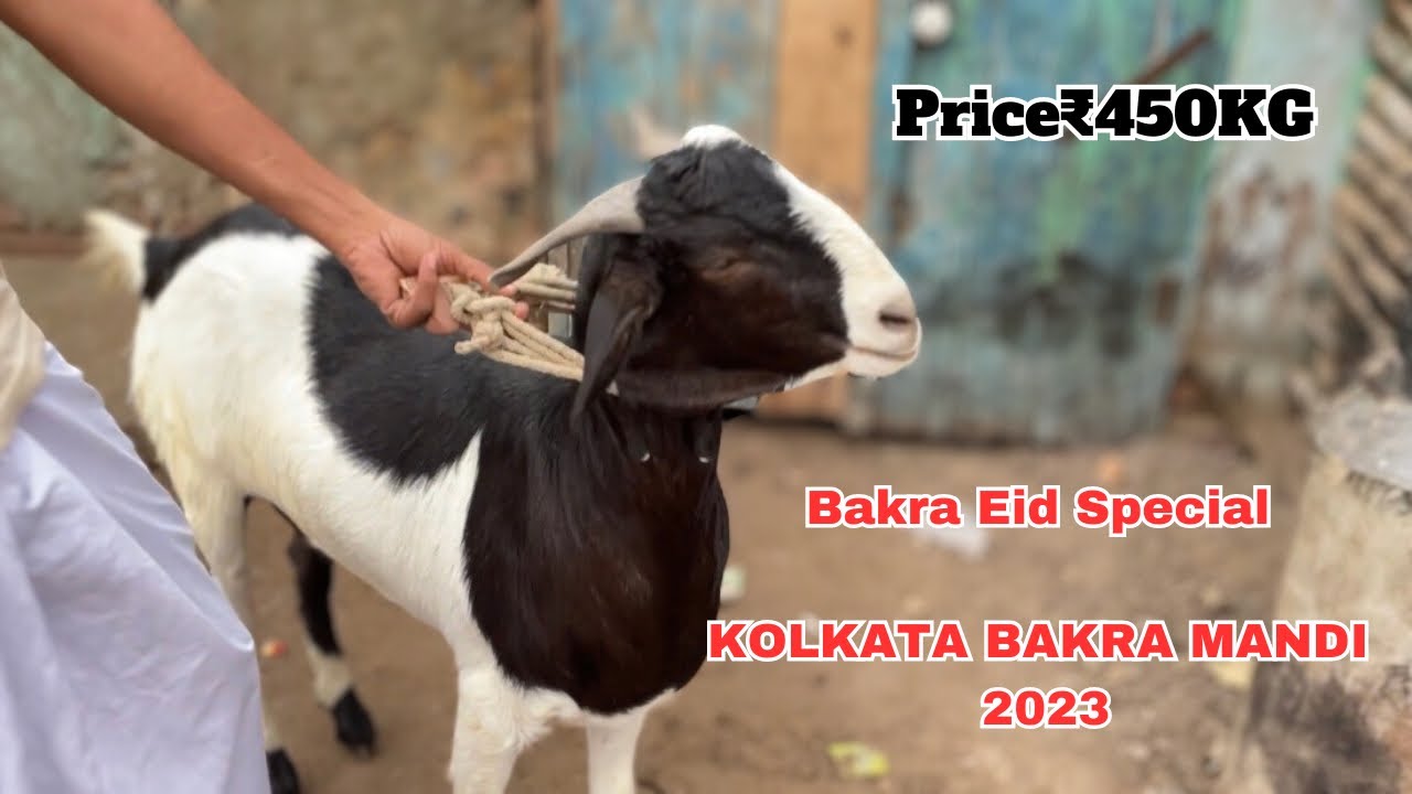Bakra Eid special | Finally Bakra Mandi lag gyi | Kolkata bakra Mandi ...