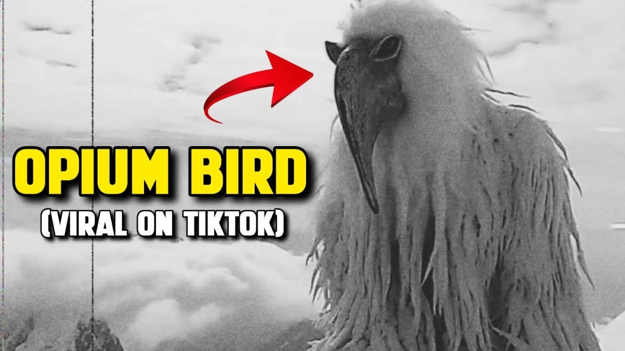 Erosion Opium Bird is Real? explained - YouTube