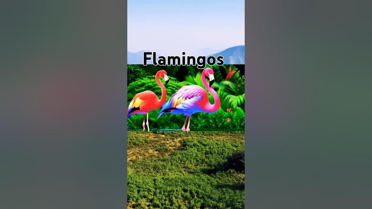Smart Colourful Flamingos! Birds Songs |Nursery Rhymes |Kids Songs | # ...
