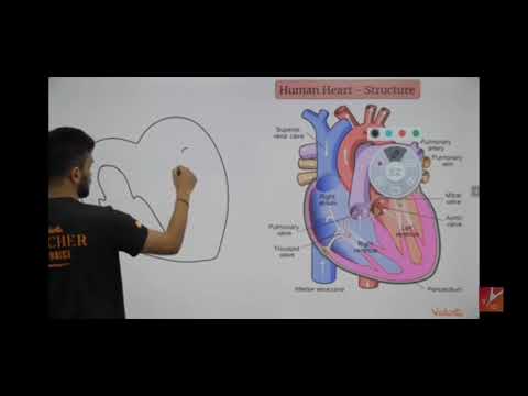Heart drawing by vedantu bio teacher.Easy way draw the human heart.# ...