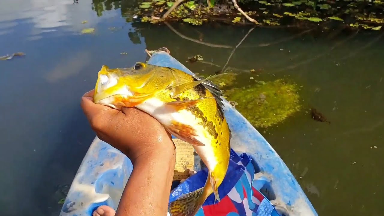 O PEIXE MAIS ESPORTIVO DO MUNDO! - YouTube