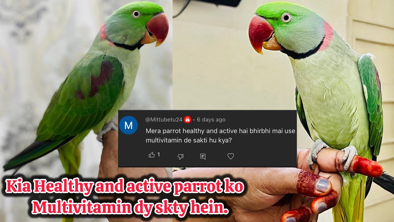 Kia healthy or Active parrot ko Multivitamin dy skty hein ? Reply to my ...