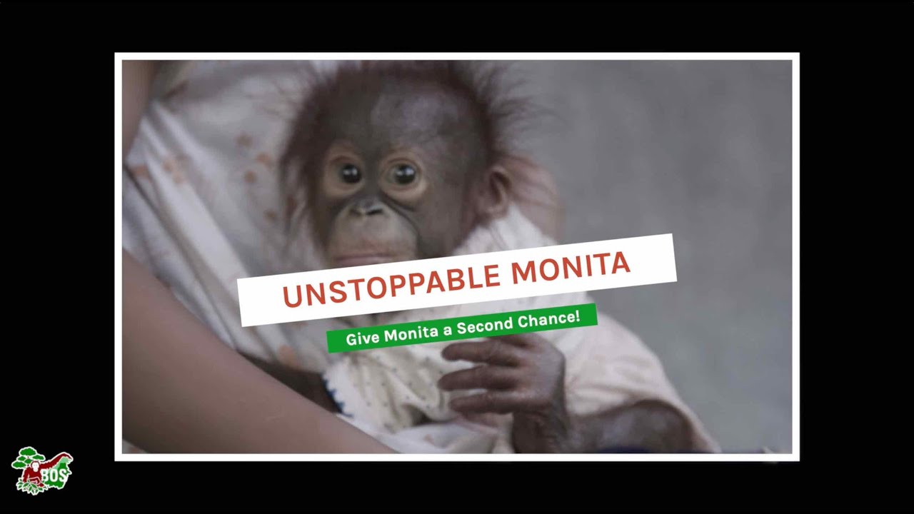 GIVE ORANGUTAN MONITA A SECOND CHANCE! - YouTube