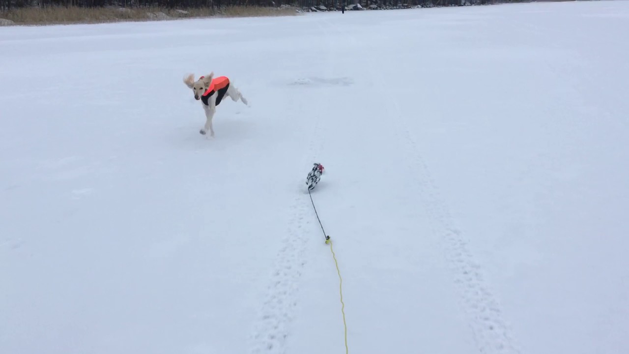 Saluki running 68 km/h on frozen lake - YouTube