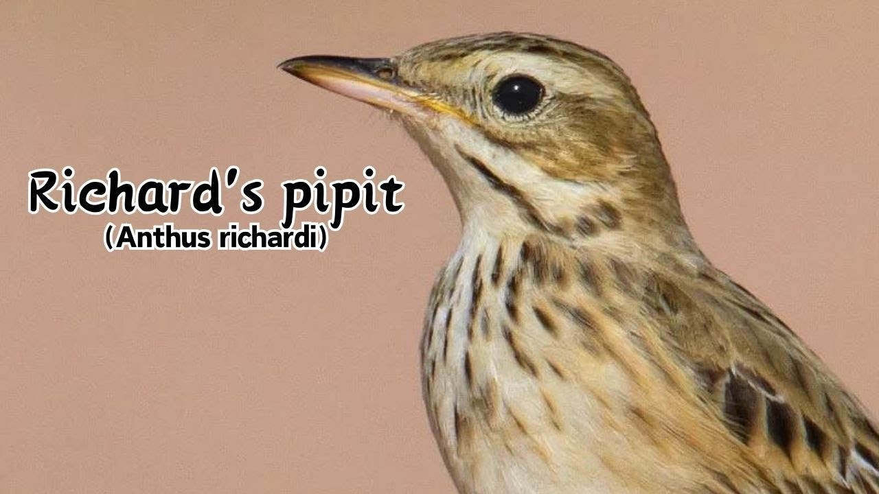 Richards Pipit Identification ! Richard's pipit Video ! Anthus richardi ...