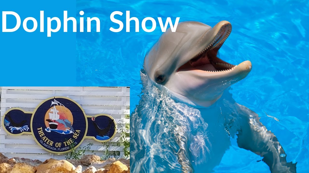 Theater of the Sea Dolphin Show - Accessible and Entertaining - YouTube