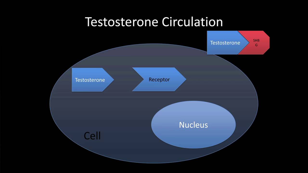 Male Hormones and the Aging Process - YouTube
