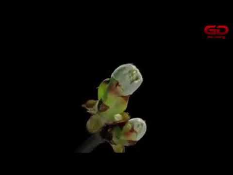 ALLAH.c.c hamimiza kömek olsun AMİN!!!