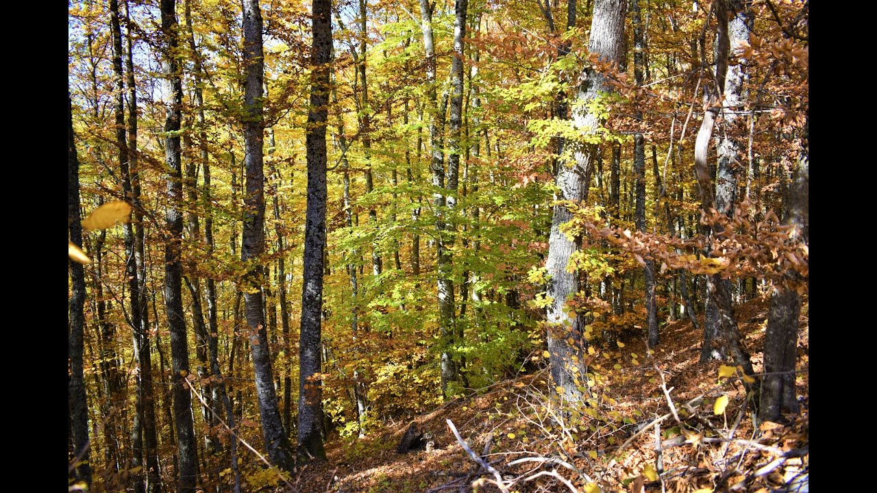 Colorful Autumn Forest / Bird And Wind Sounds / Relaxing Sounds / Sleep ...