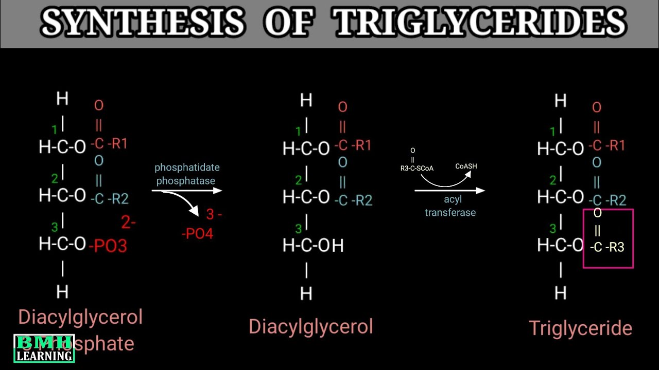 Triacylglycerol Synthesis