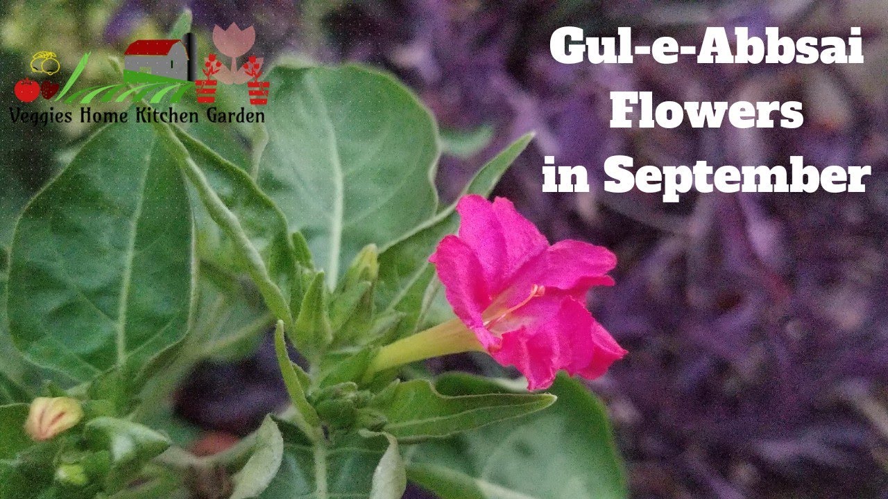 Gul-e-Abbasi Flowers blooms at Asim Rooftop Garden | گل عباسی کے پھول ...