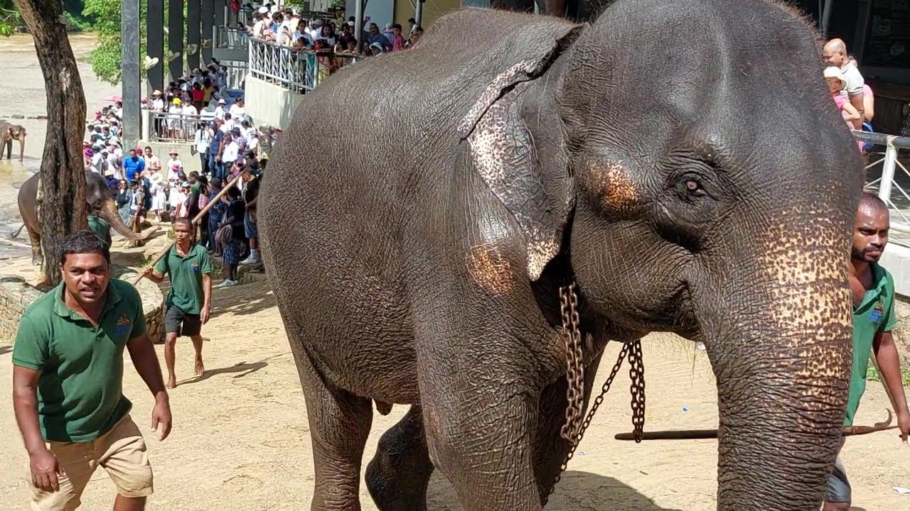 Elephants going backhome after having fun with river bathing ...