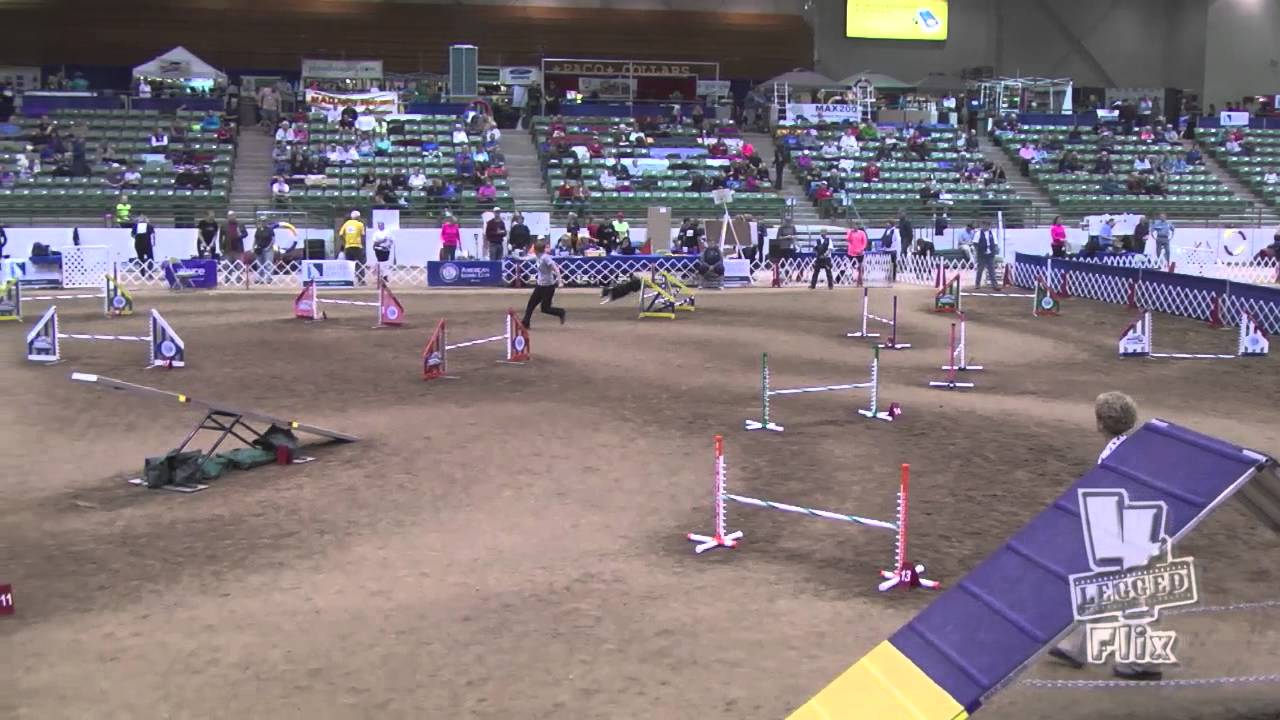 Ici AKC NAC 2015 Round 3 Hybrid 16" - YouTube