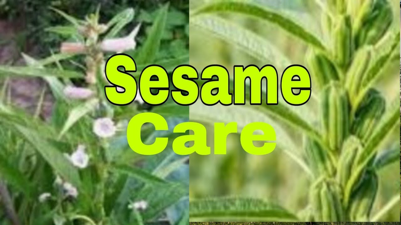 Sesame Plant Ku Grow Kese Kore /How To Care Sesame Street Plant - YouTube