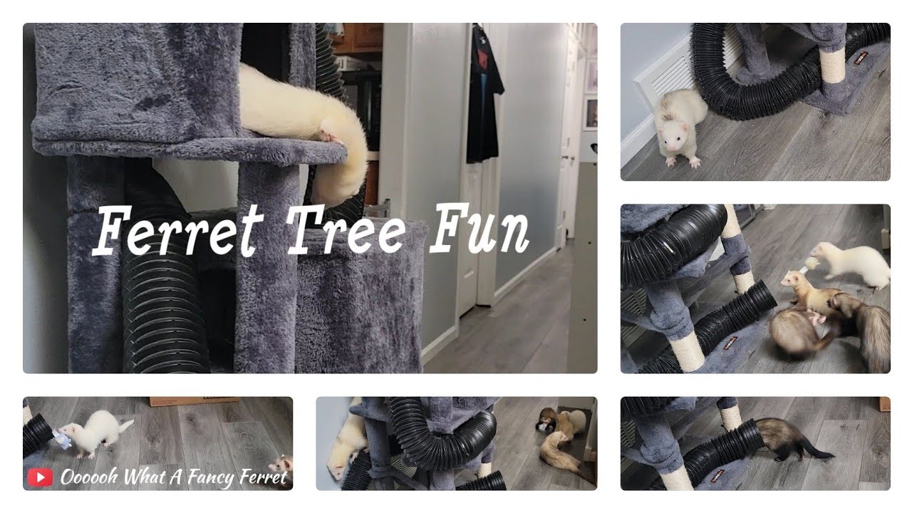 Ferret Tree Fun - YouTube