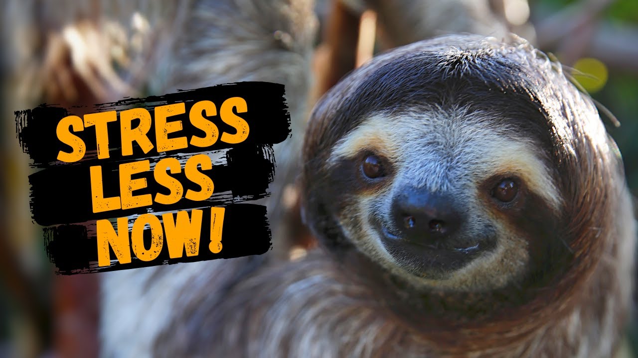 Relaxation SECRETS From Sloths - YouTube