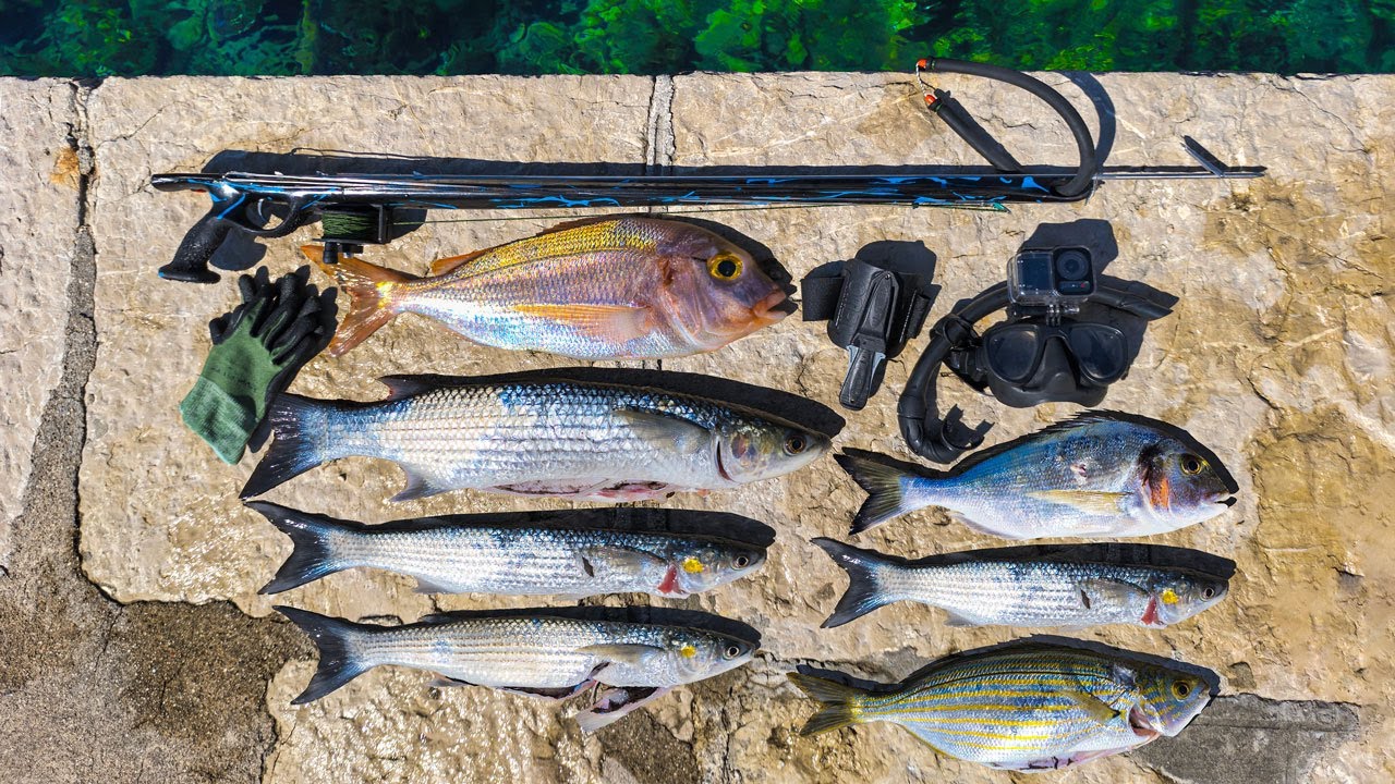 Catching Fresh Fish With Classic Speargun Spearfishing Croatia ...