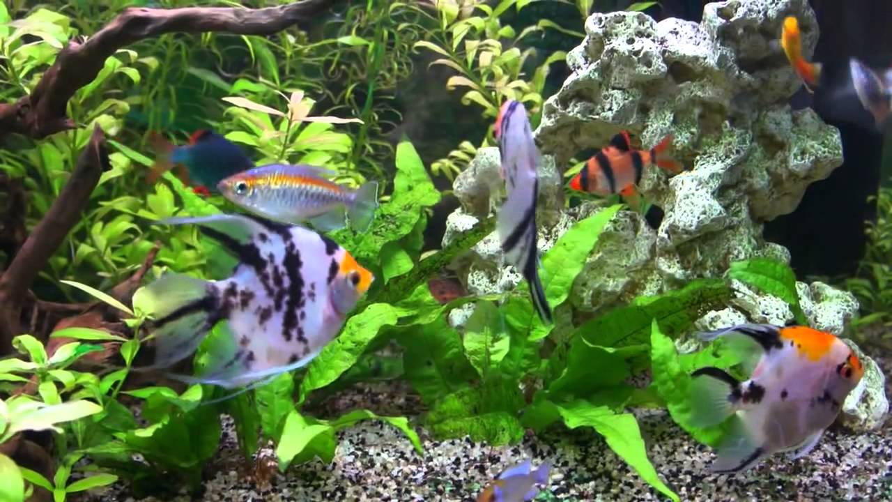 Aquarium et poissons d'eau douce - YouTube
