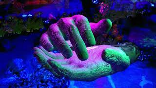 Through the HoloLens with Jasmine Pradissitto in the Unreal Garden