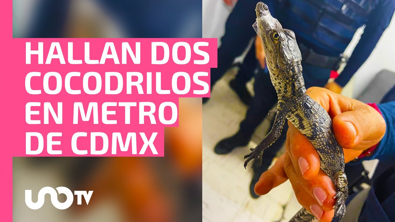 Increíble: captan cocodrilitos caminando en Metro de la CDMX - YouTube