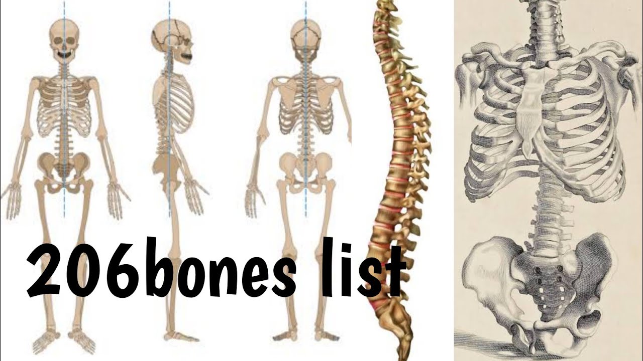 मानव कंकाल की अस्थियां। कुल 206 हड्डियो का विवरण। skeleton 🦴।human ...