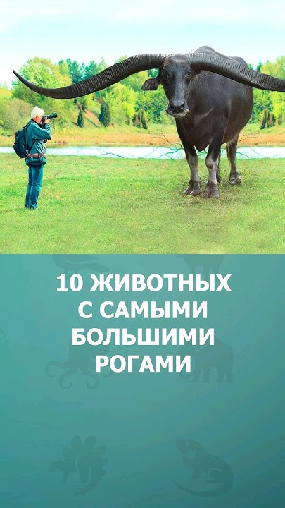 10 животных с самыми большими рогами рога топ10 комарик
