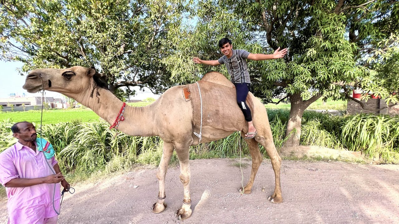 Life Me Pahli Bar Camel Pa Ride Ki 🥰 - YouTube